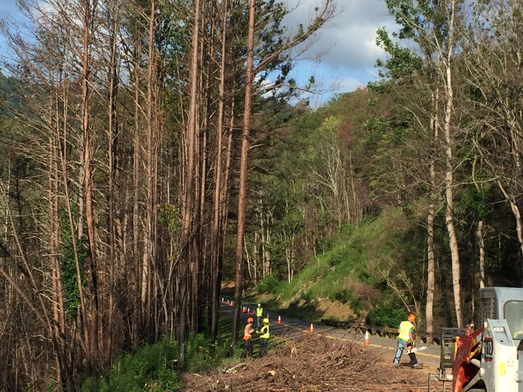 Single-lane closures planned on the Spur for tree removal - The ...